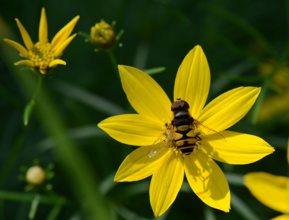 Pollinator Decline – Go Native! North Carolina