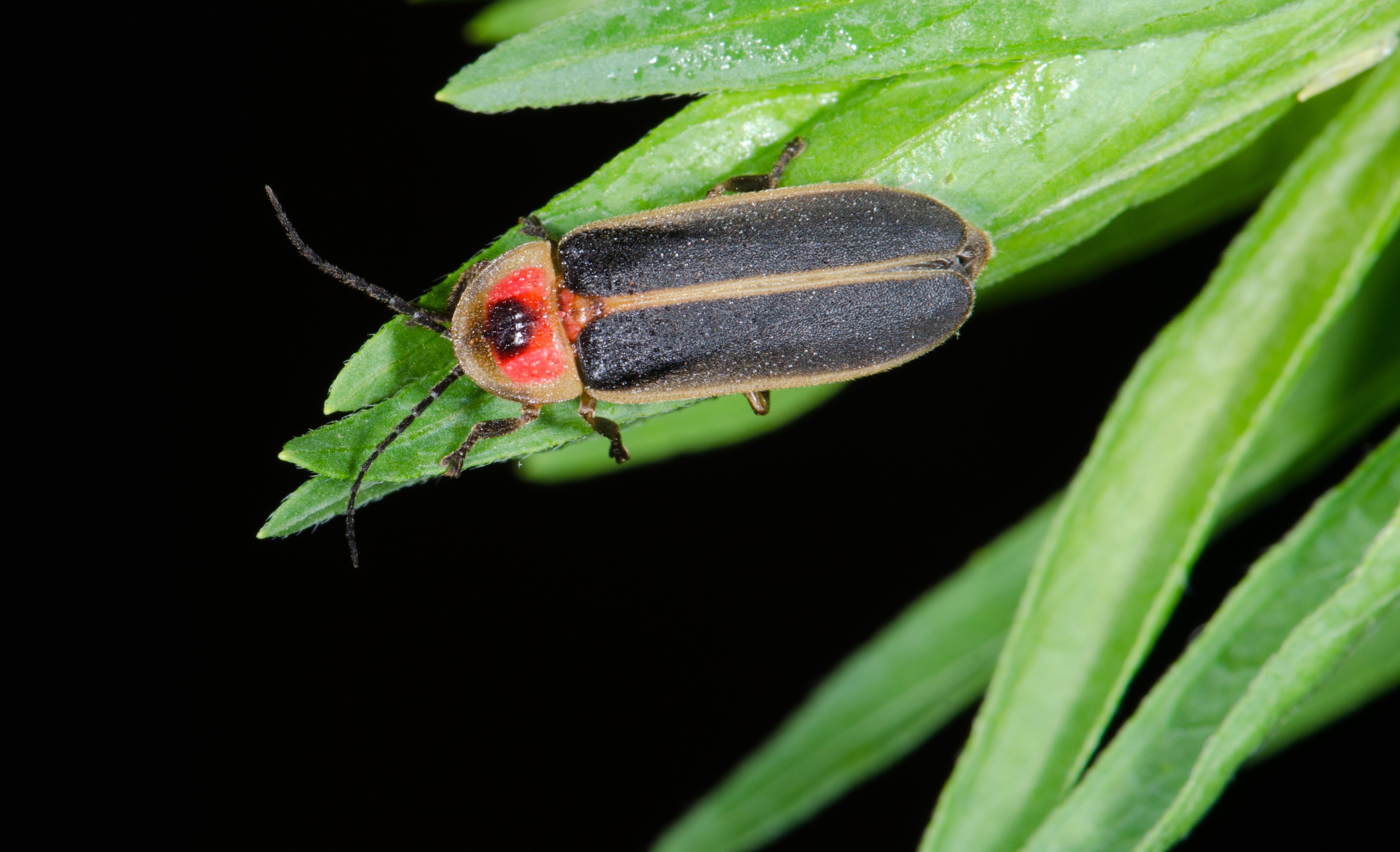 Predators – Go Native! North Carolina